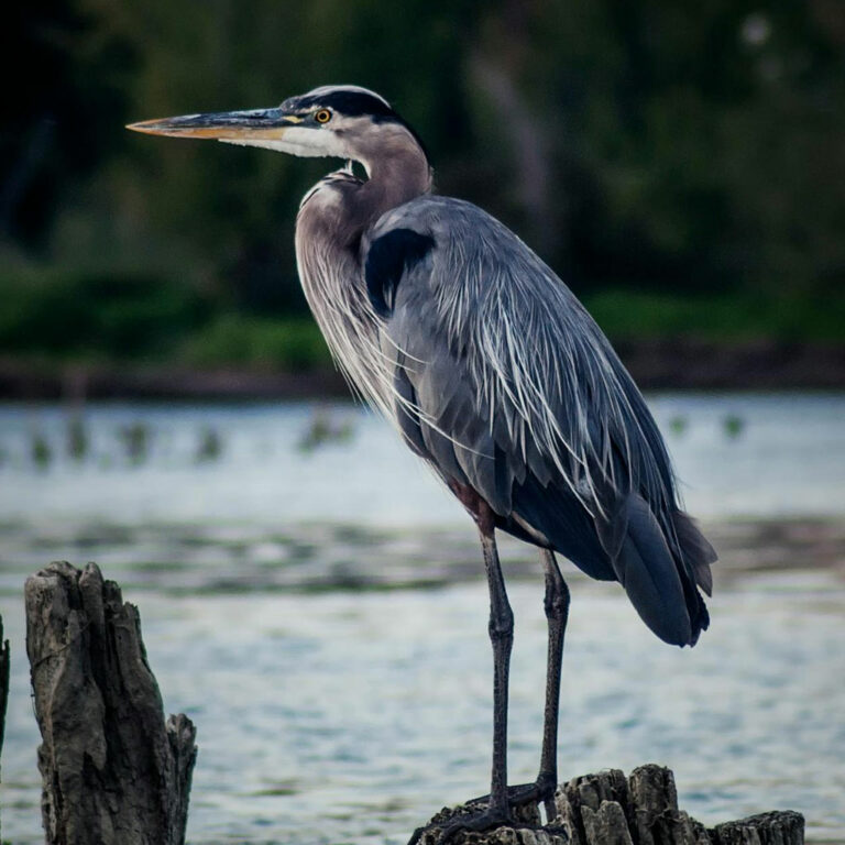 What Animals Live in the Ozark Mountains? – Via Ozarks